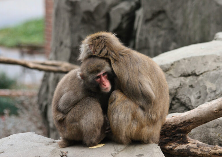 Zoo de Central Park : visite Inoubliable à New York